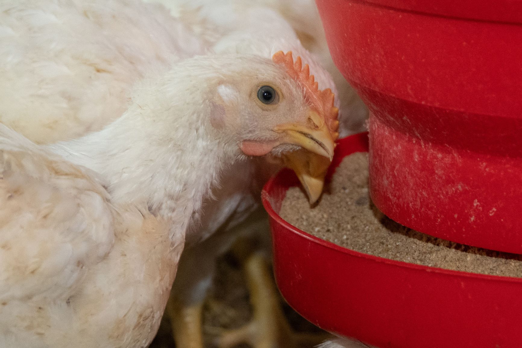 L’alimentation du poulet de chair : les pratiques